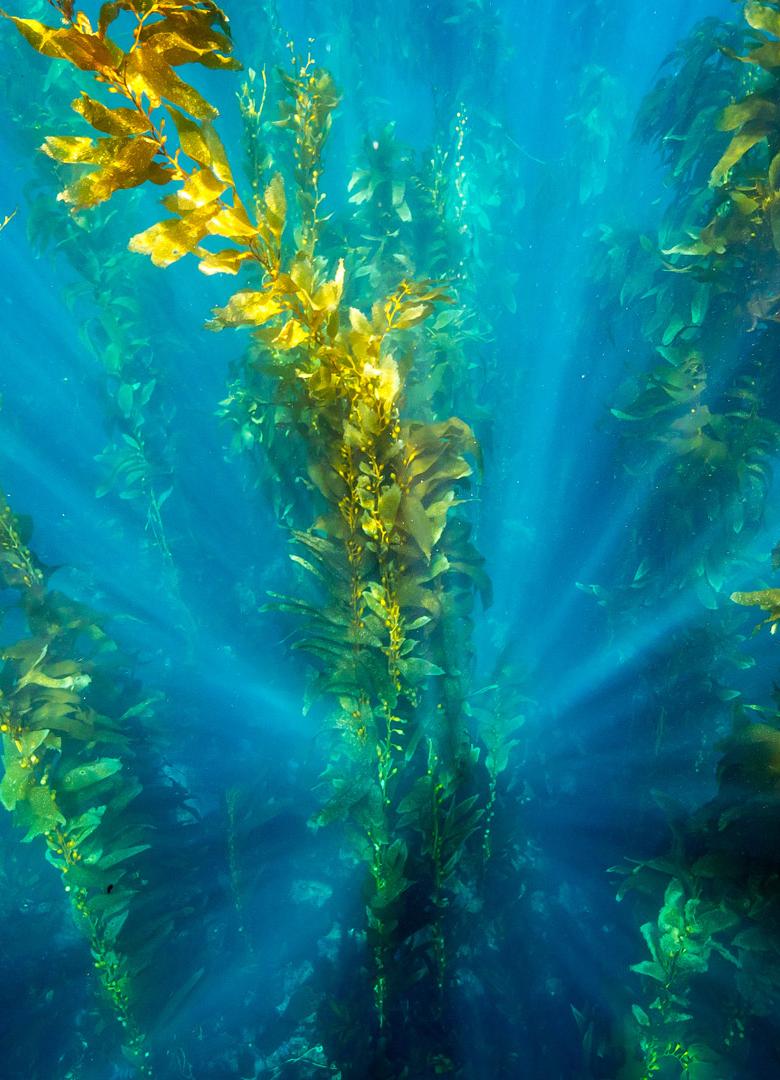 Education Hub | Convex Seascape Survey