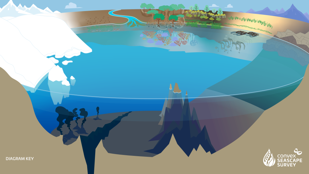 Education Hub | Convex Seascape Survey