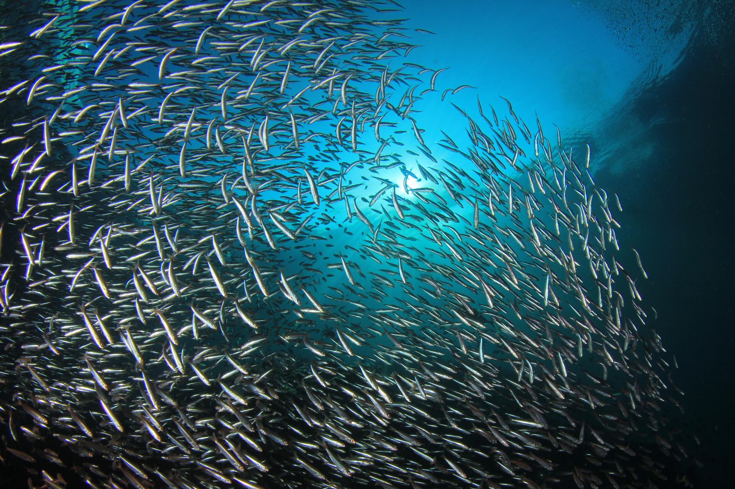 Blue Marine co-founder George Duffield highlights how overfishing ...