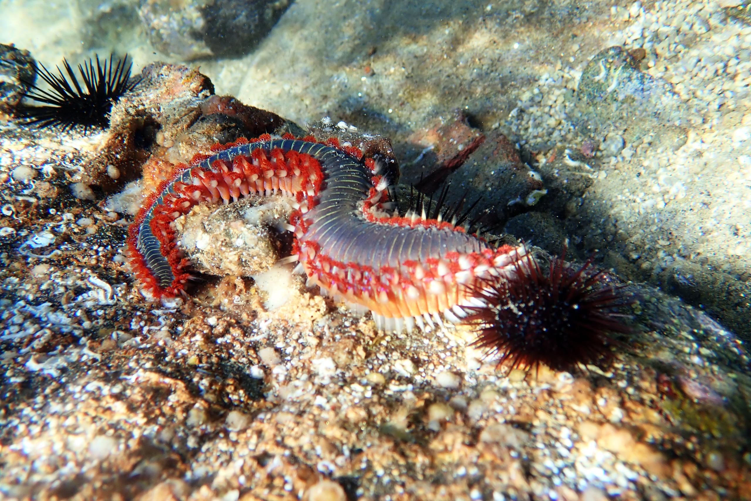 I’m obsessed with sea worms: ‘Thankfully, in 25 years of working with ...
