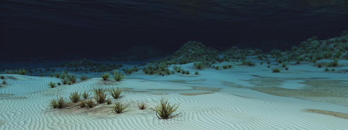 Join the Search: Help Locate Healthy Seabed Habitats