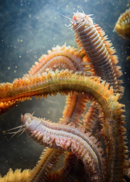 Homepage - Convex Seascape Survey