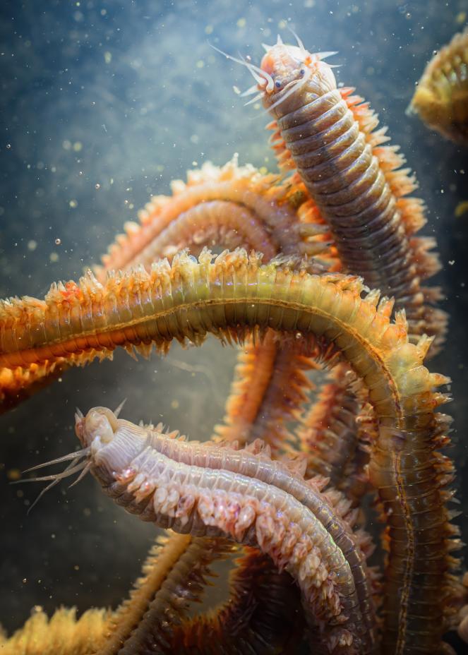 Homepage - Convex Seascape Survey